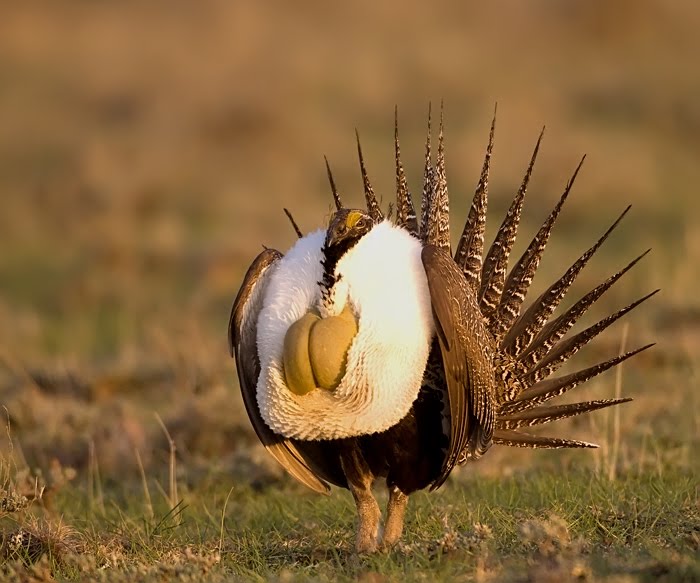 Sage Grouse Spruce New Photos-Pictures | All Wildlife Photographs