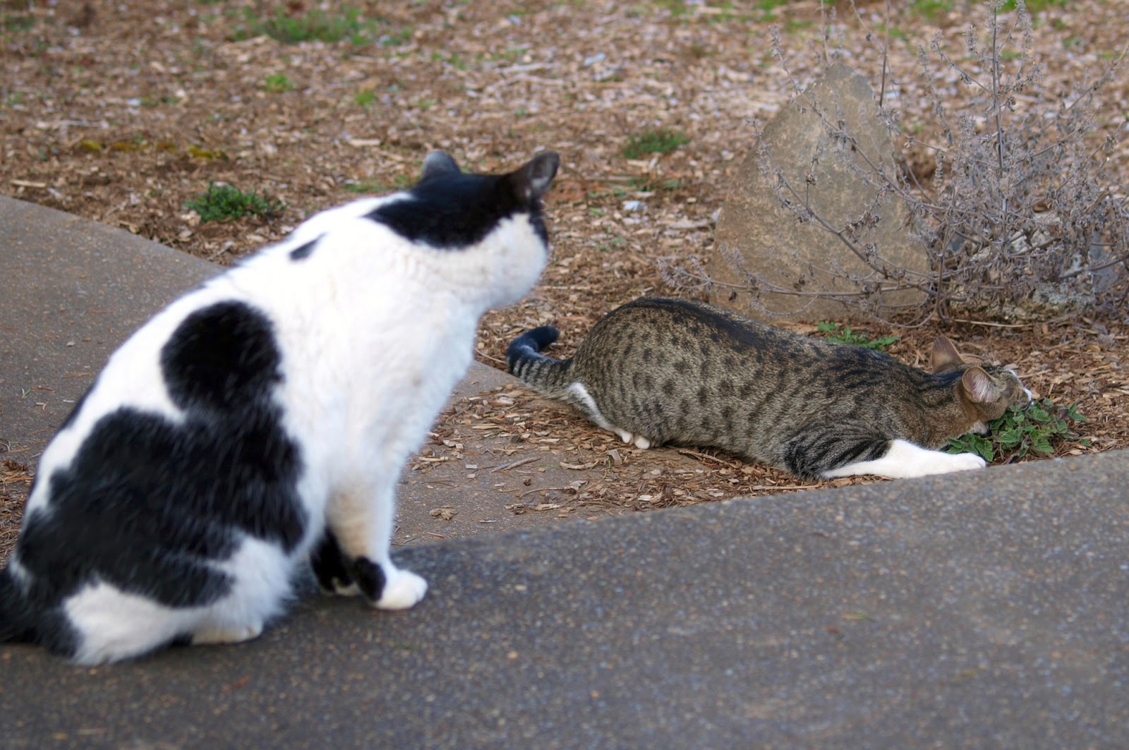 Cat Patches: Excitement on the Three Cats Ranch