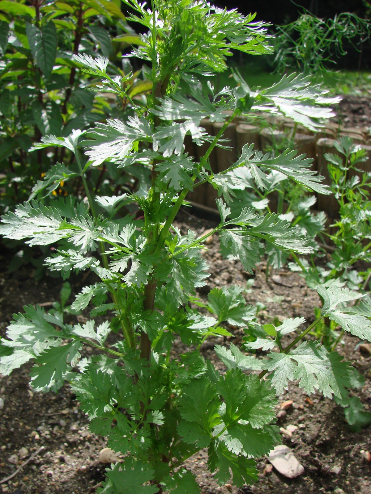 Au jardin d'Aurore: La coriandre