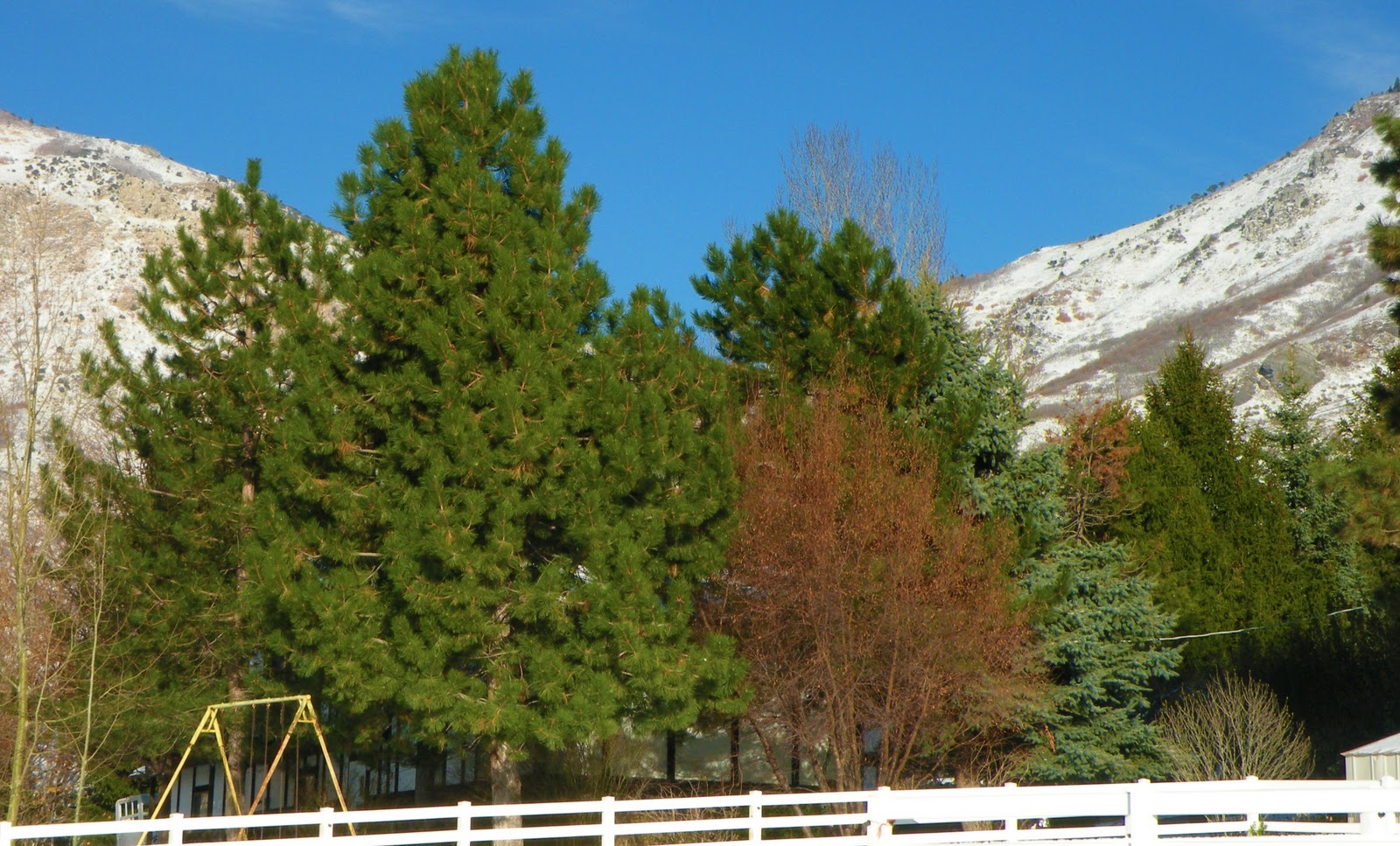 MountainRoadRanch: Trees