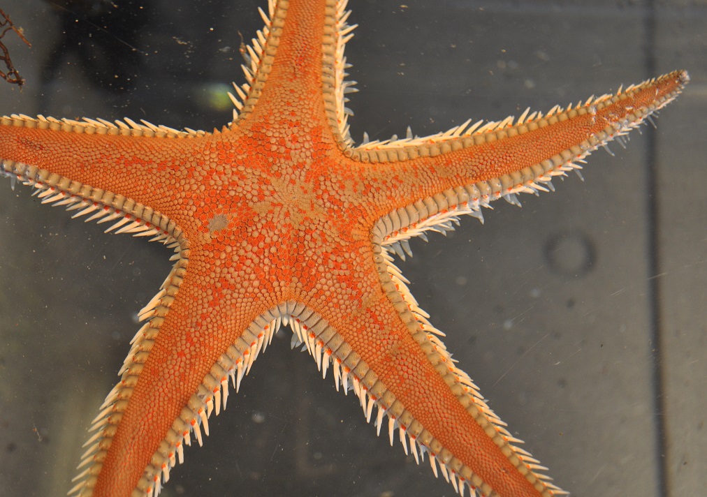 ZOOTOGRAFIANDO (6.100 ANIMALS): ESTRELLA DE MAR DE ARENA ANARANJADA ...