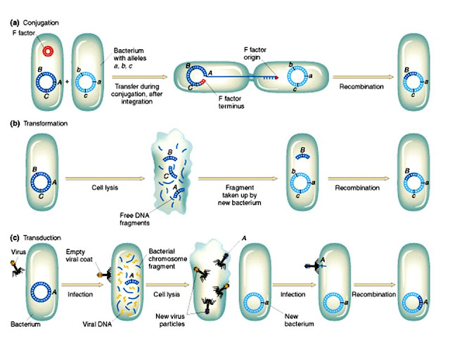 GENETIQUE BACTÉRIENNE ~ COURS de la pharmacie