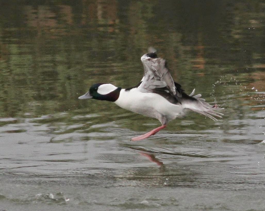 Jo's Morning Walk: Buffleheads Are Back at the Lagoon