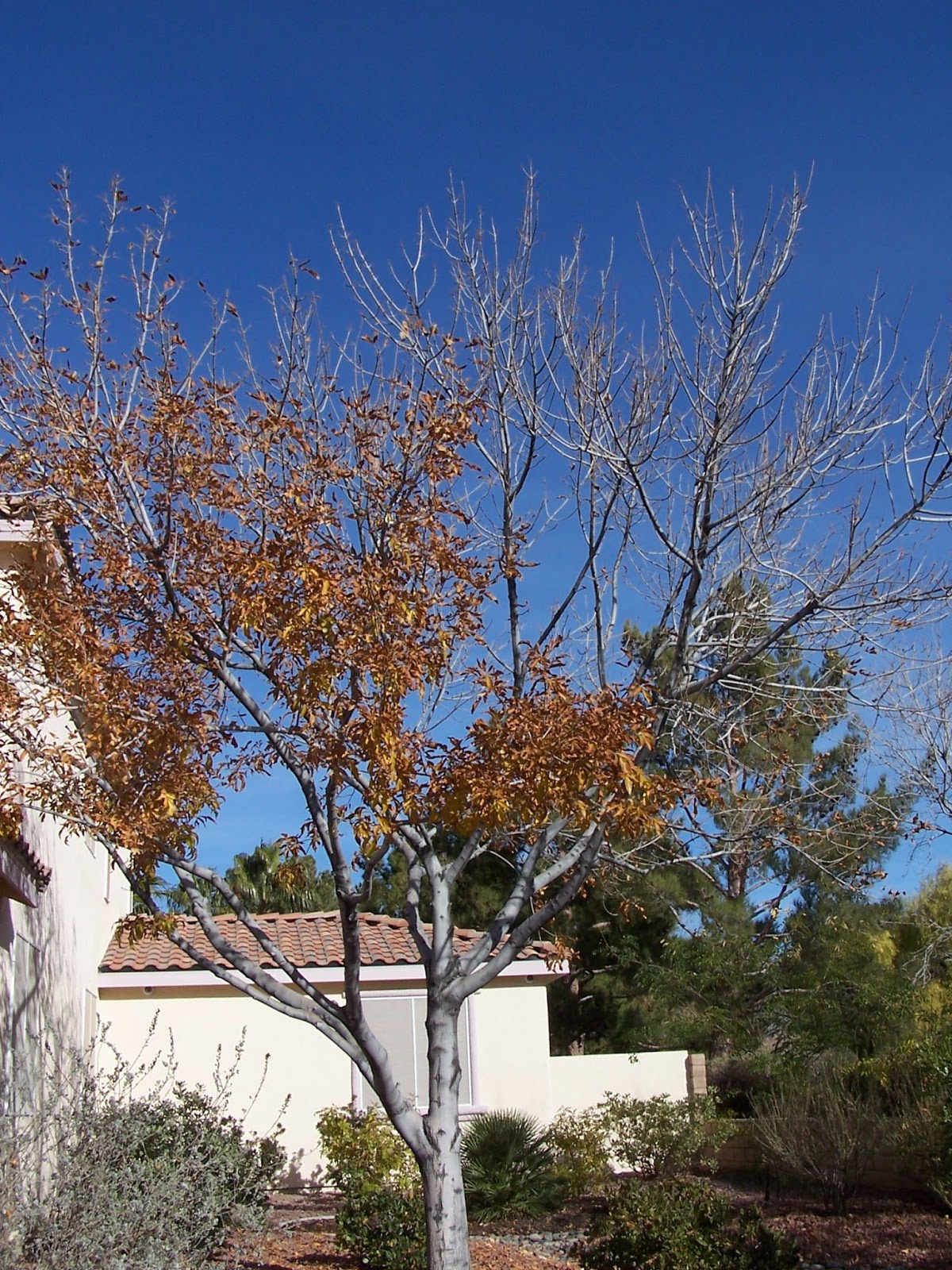 Xtremehorticulture of the Desert: Ash Tree Devasted Sewer Line