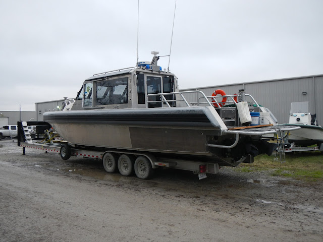 Double Webbie Single Shark: A Quick Update by Eric