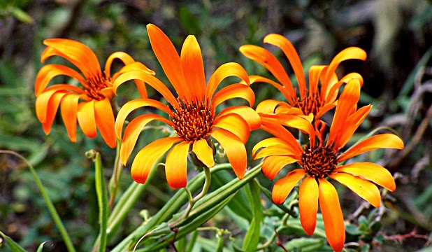 UN PAIS MEGADIVERSO : EL PERU: flora y fauna peruana