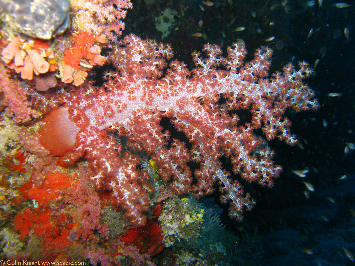 Postcards from Sussex: Octopussy lives at Lankan Reef
