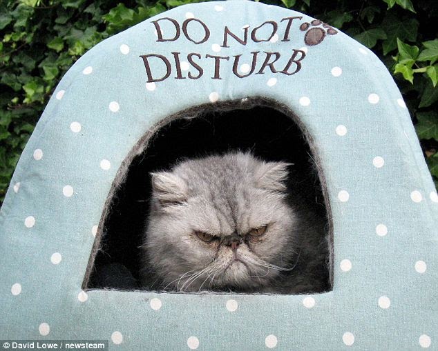 Catsparella: World's Grumpiest Cat is a Natural Sour Puss