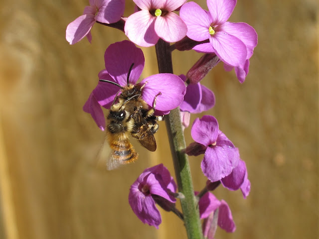 BugBlog: Red Mason bee male checking out Melecta