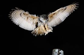 buldjr: Animal simbolico, el buho