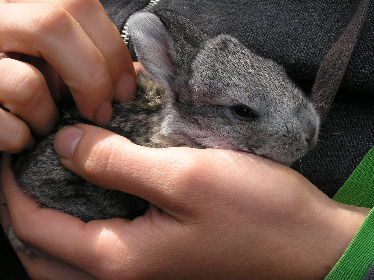 Keeping Rabbits: Our First Litter - A Life Unprocessed
