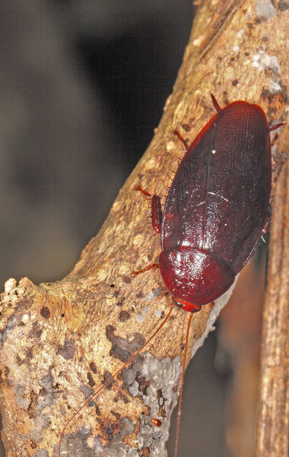 BunyipCo: April 2018