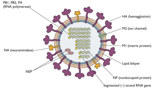MCQ in Microbiology and Microbiology Class Notes: Influenza Virus ...