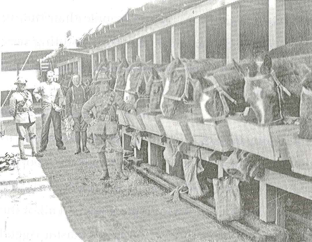 James Fagan History Blog: The New Zealand Mounted Rifles Brigade Horses ...