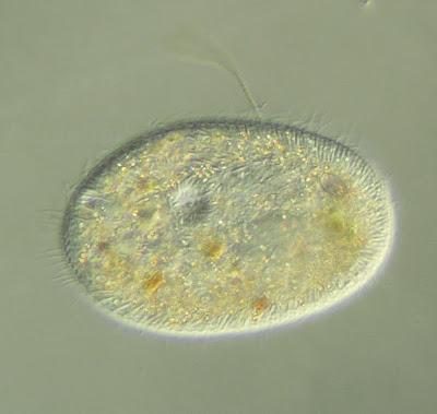 Skeptic Wonder: 03.2011