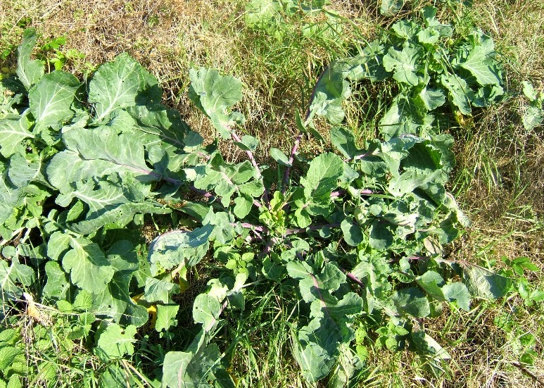 Blog de chasse au chevreuil à l'arc: ''L'automne de la deuxième chance''