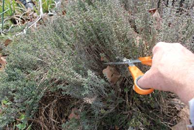 Jim Long's Garden: Lavender and Sage Pruning