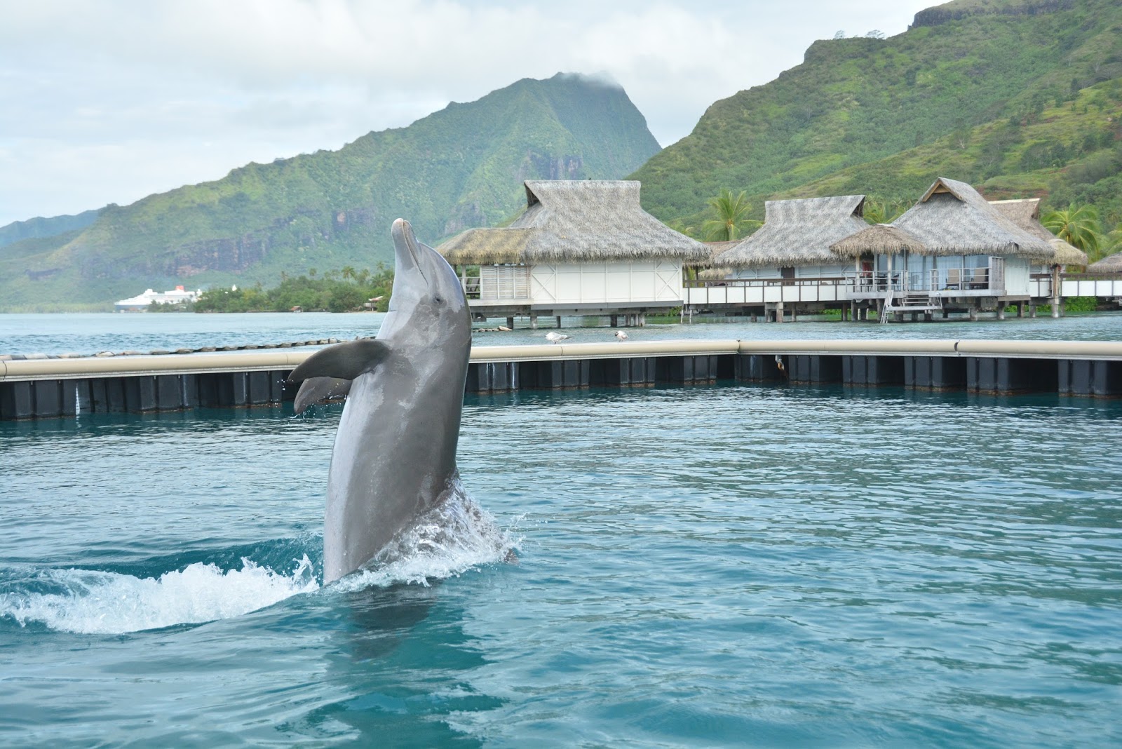 Blog de l'expatriation de Esther et Anthony à Moorea: Moorea Dolphin Center