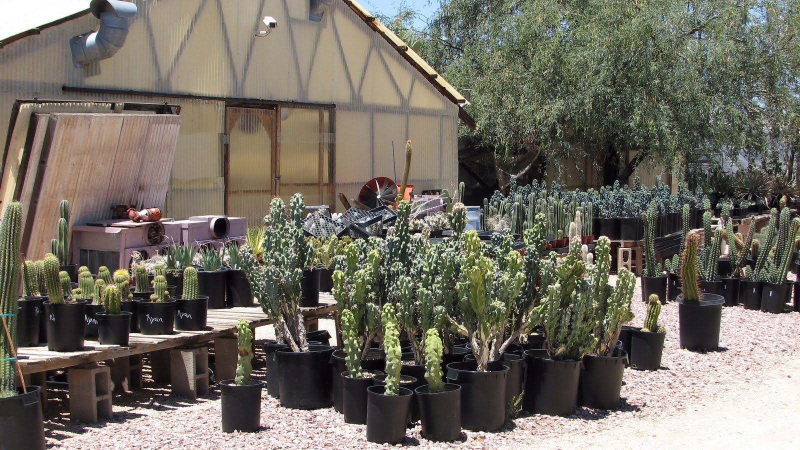 someplace*in*thyme: A Trip To A Cactus Farm And Pink Saturday Too