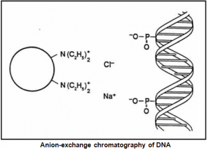 Next Biotechnology News | eBio World: Using HPLC for Studying DNA and ...