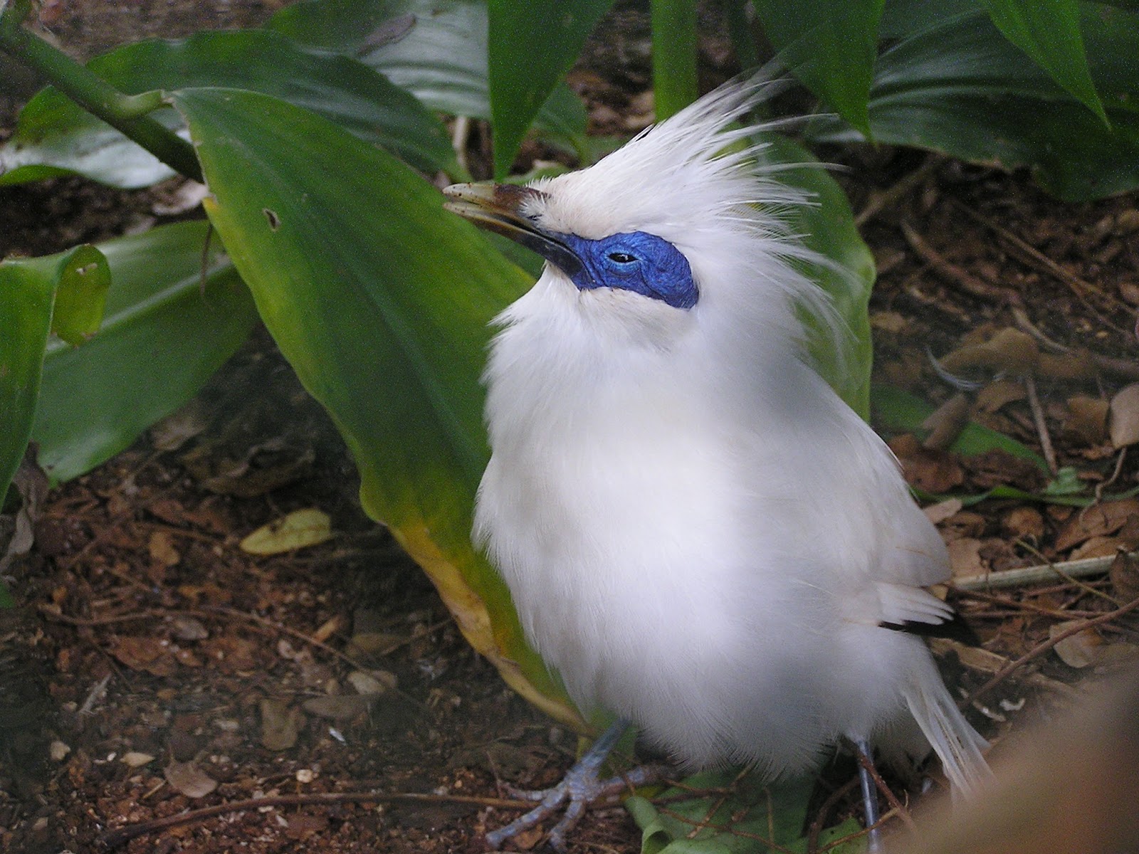 The Bali Starling - SNSH