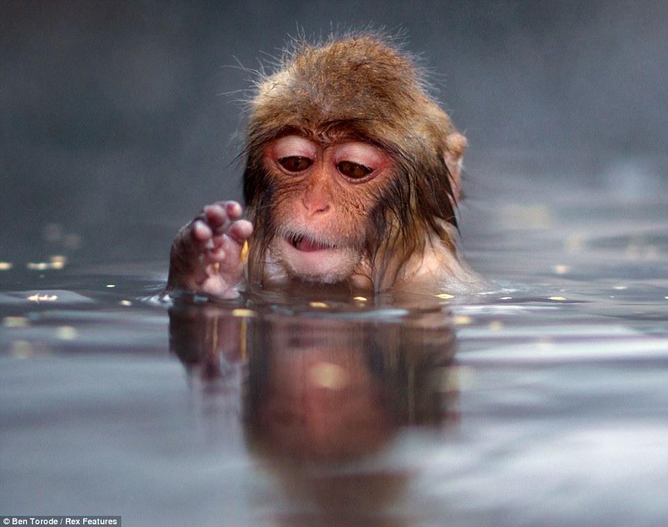 It's brass monkeys: The moment Japanese snow monkey sighs with relief ...