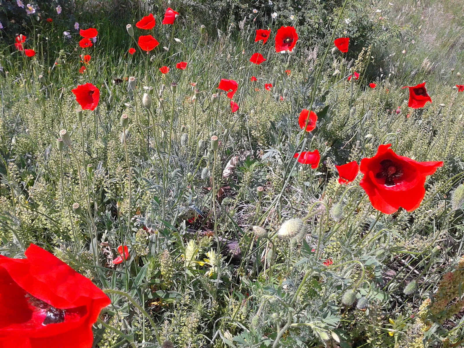 Pipacs virágzás | Fotózunk...