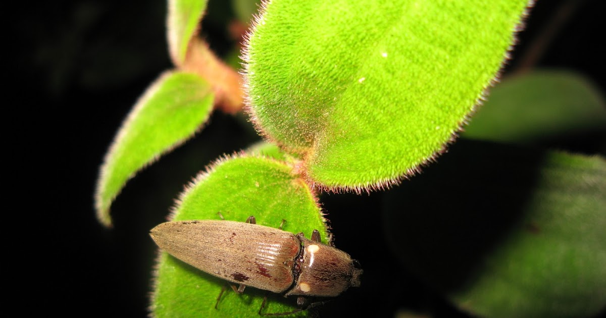 Entomology PR: Giant fireflies: Pyrophorus luminosus
