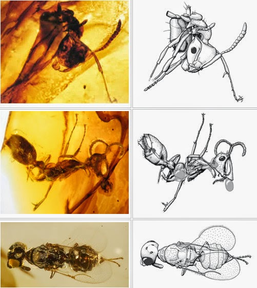 Fragile amber uncover new secret in dinosaurs Life - Geology In