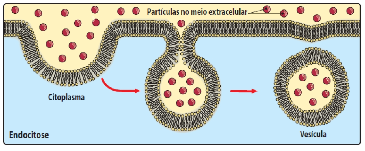 Biologia e Geologia ( e-portfólio ): Endocitose,Exocitose e Digestão ...
