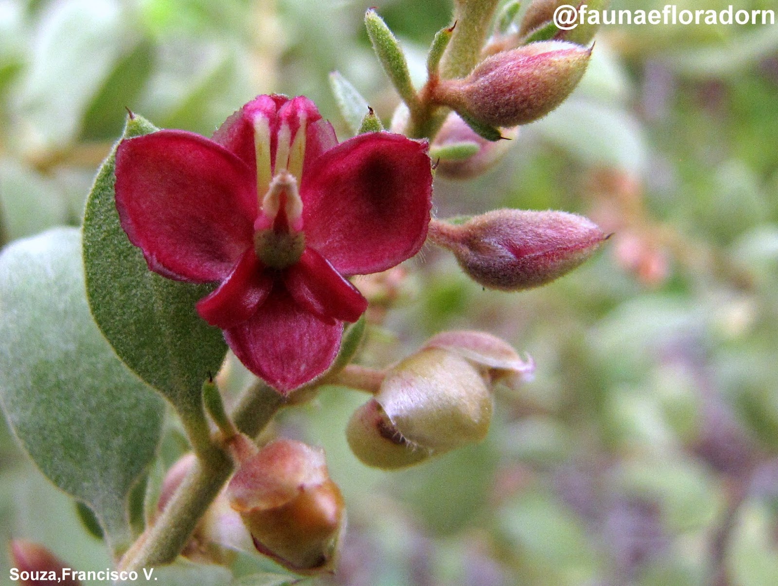 FAUNA E FLORA DO RN: Carrapicho-de-cavalo Krameria tomentosa A.St.-Hil.
