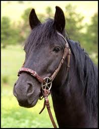 LG Bridle - kuolaimeton vaihtoehto testissä - Viba