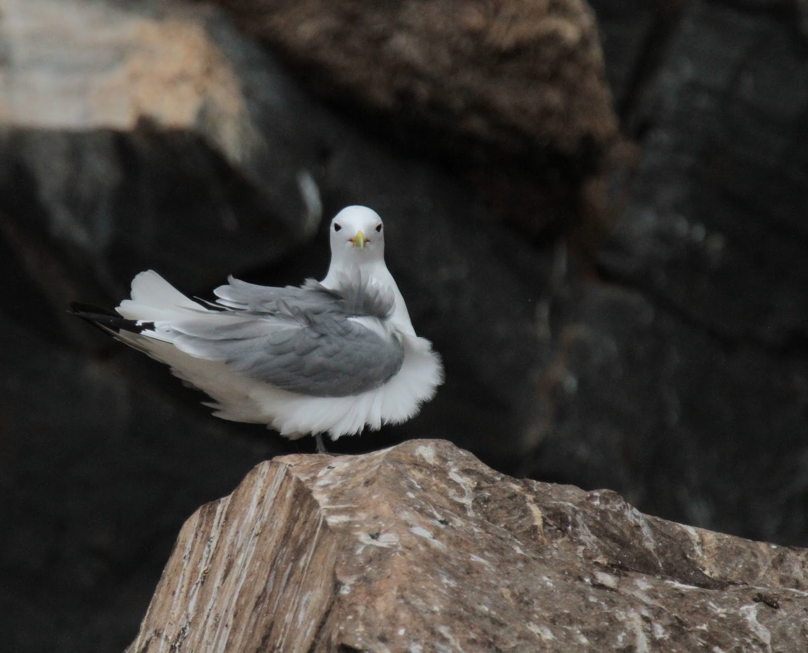 Linnea borealis: Hornöyan lintusaarella