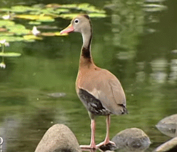 Bellas Aves de El Salvador: Dendrocygna autumnalis (pichiche o pishishe ...