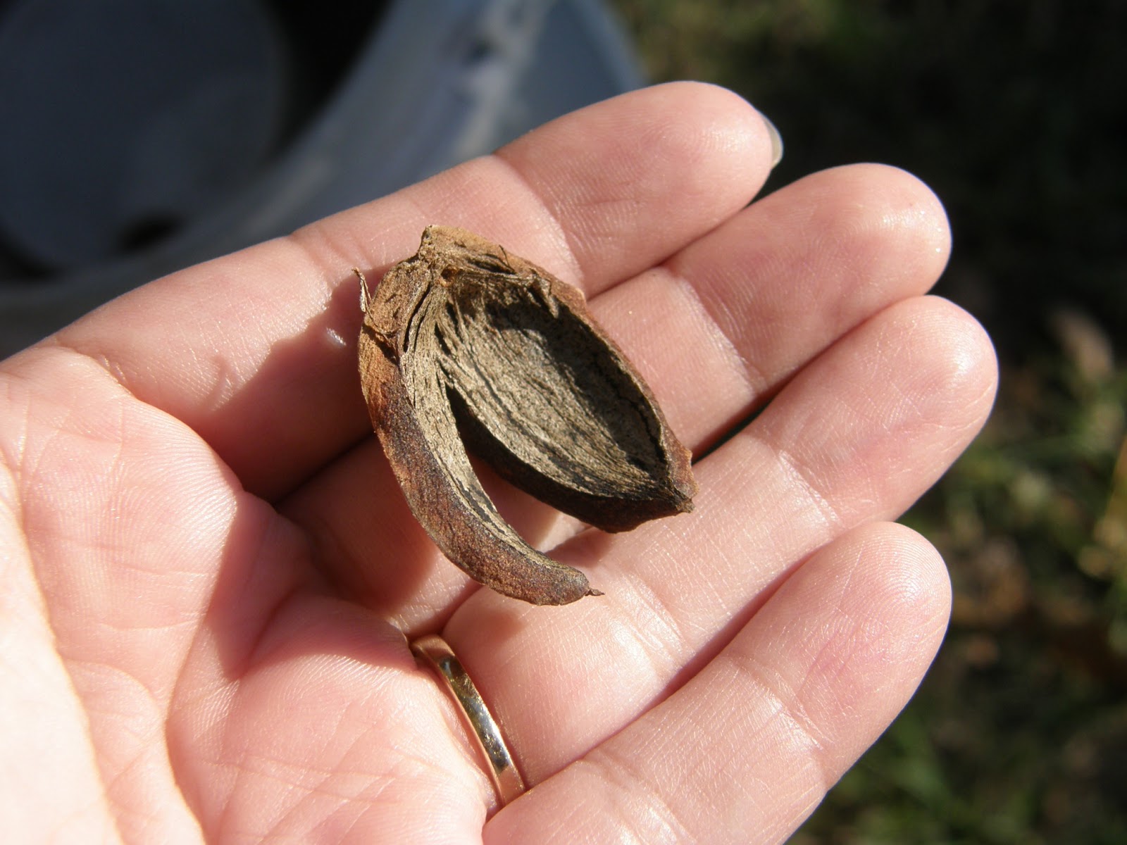 The Woman on the Hill: Pecans, anyone?