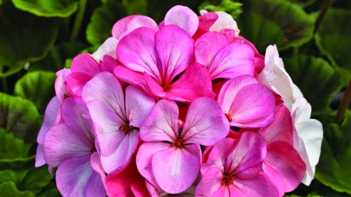 Luar Biasa, Manfaat Bunga Geranium untuk Usir Nyamuk Hingga Cegah HIV ...