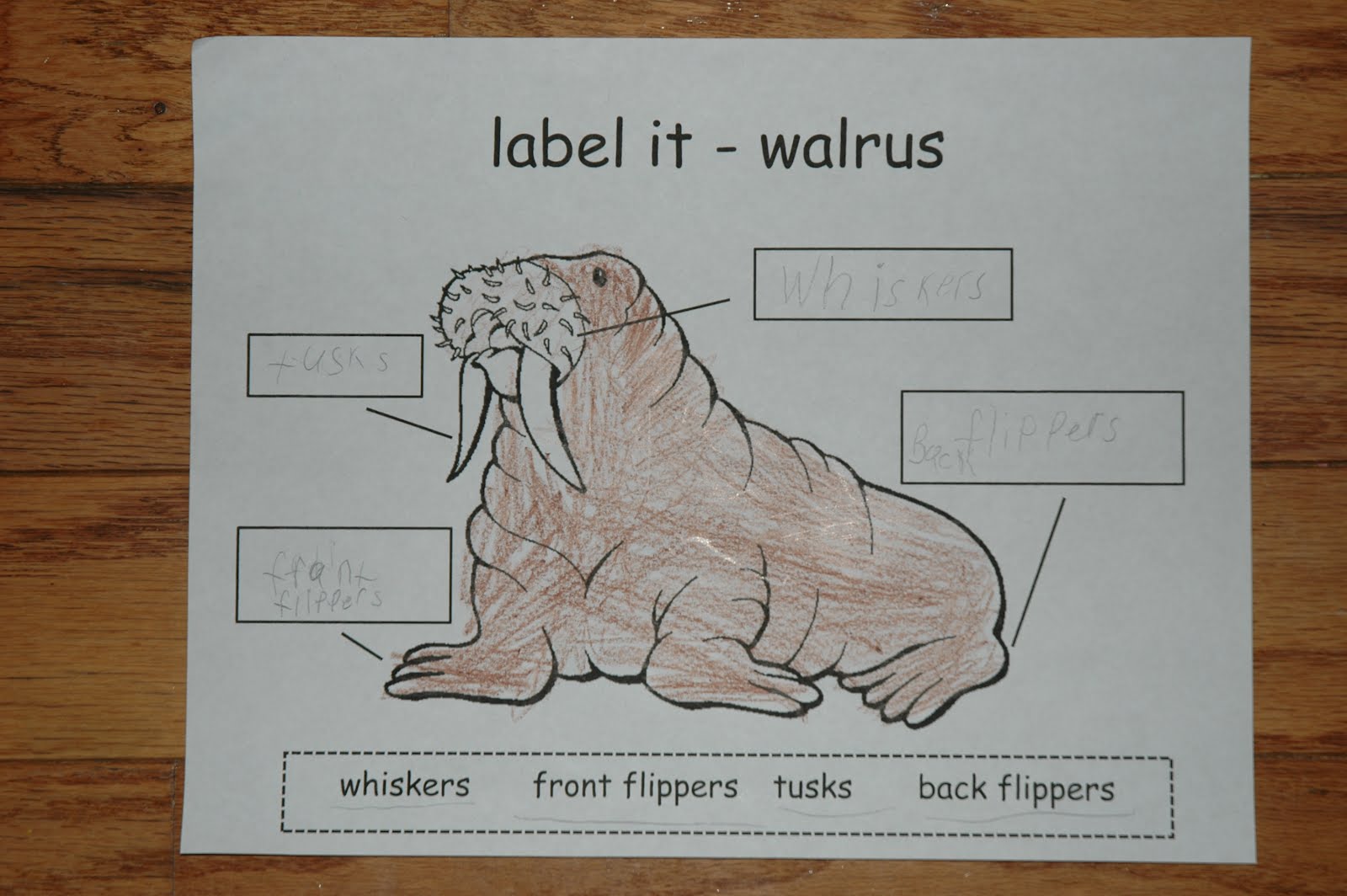 this and that: walruses