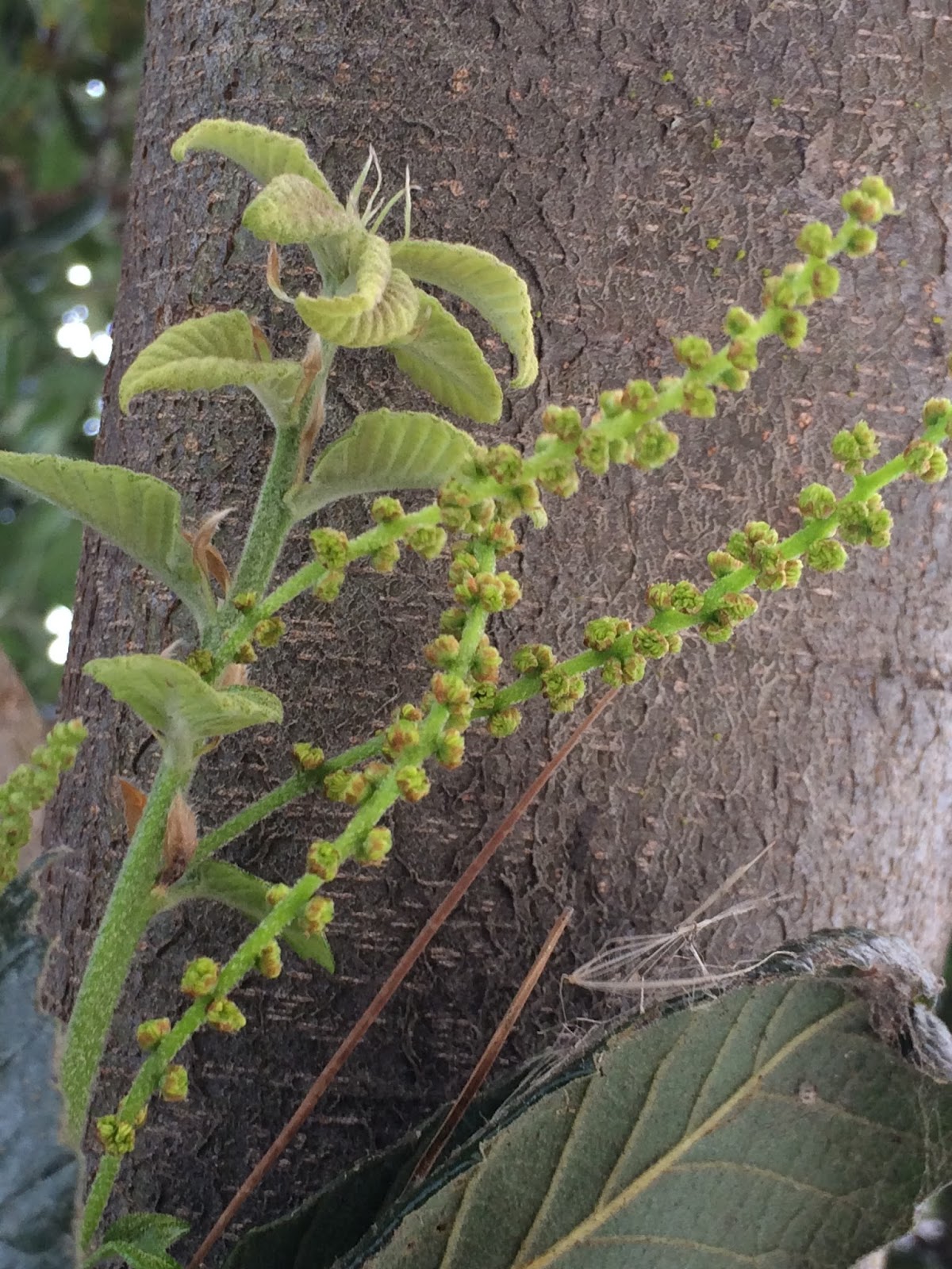 Trees of Santa Cruz County: Quercus tomentella - Island Oak