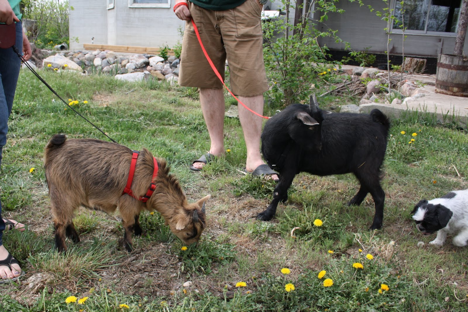 Behind the White House Doors: Going on a Goat Walk