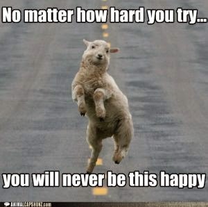 Silly animals doing funny things - HD Funky Pics