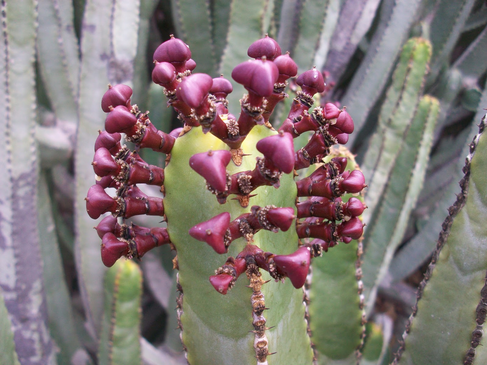 Senderismo para TI : Cardón - Euphorbia canariensis