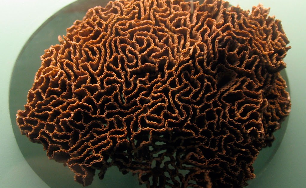 Life Before the Dinosaurs: Halysites.