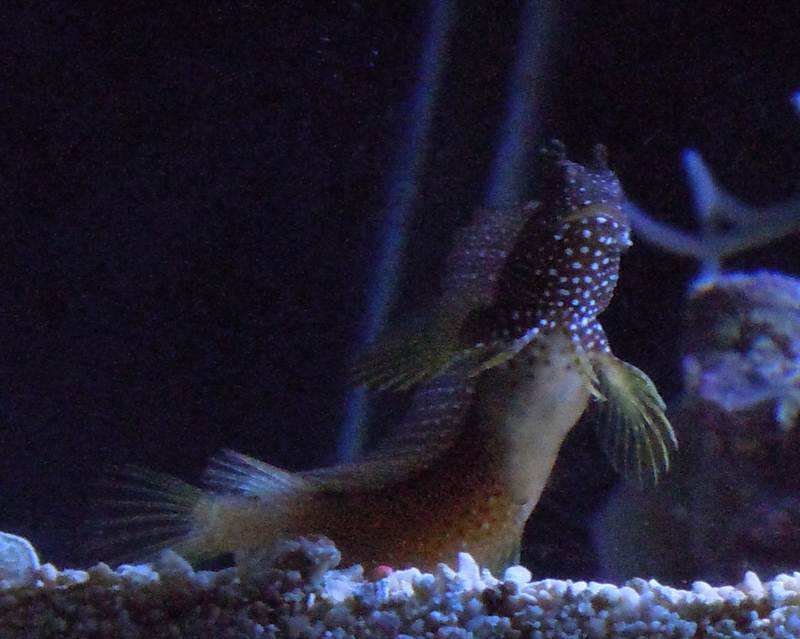 Hobbies To Live By: My Top 10 Favorite Saltwater Fish and Why