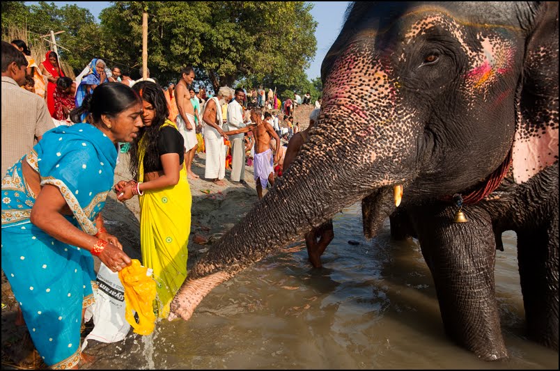 Sonepur Fair - Asia's Biggest Cattle Fair - किशनगंज - Welcome to ...