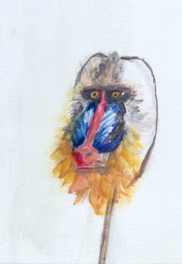 Someone Who Likes to Draw: Mandrill Mask
