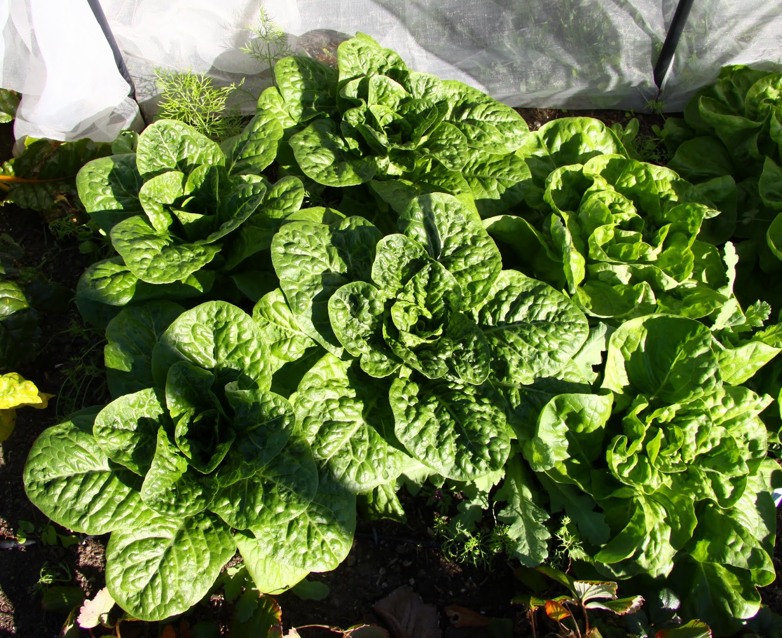 From Seed To Table: Variety Spotlight - Sweetie Baby Romaine Lettuce