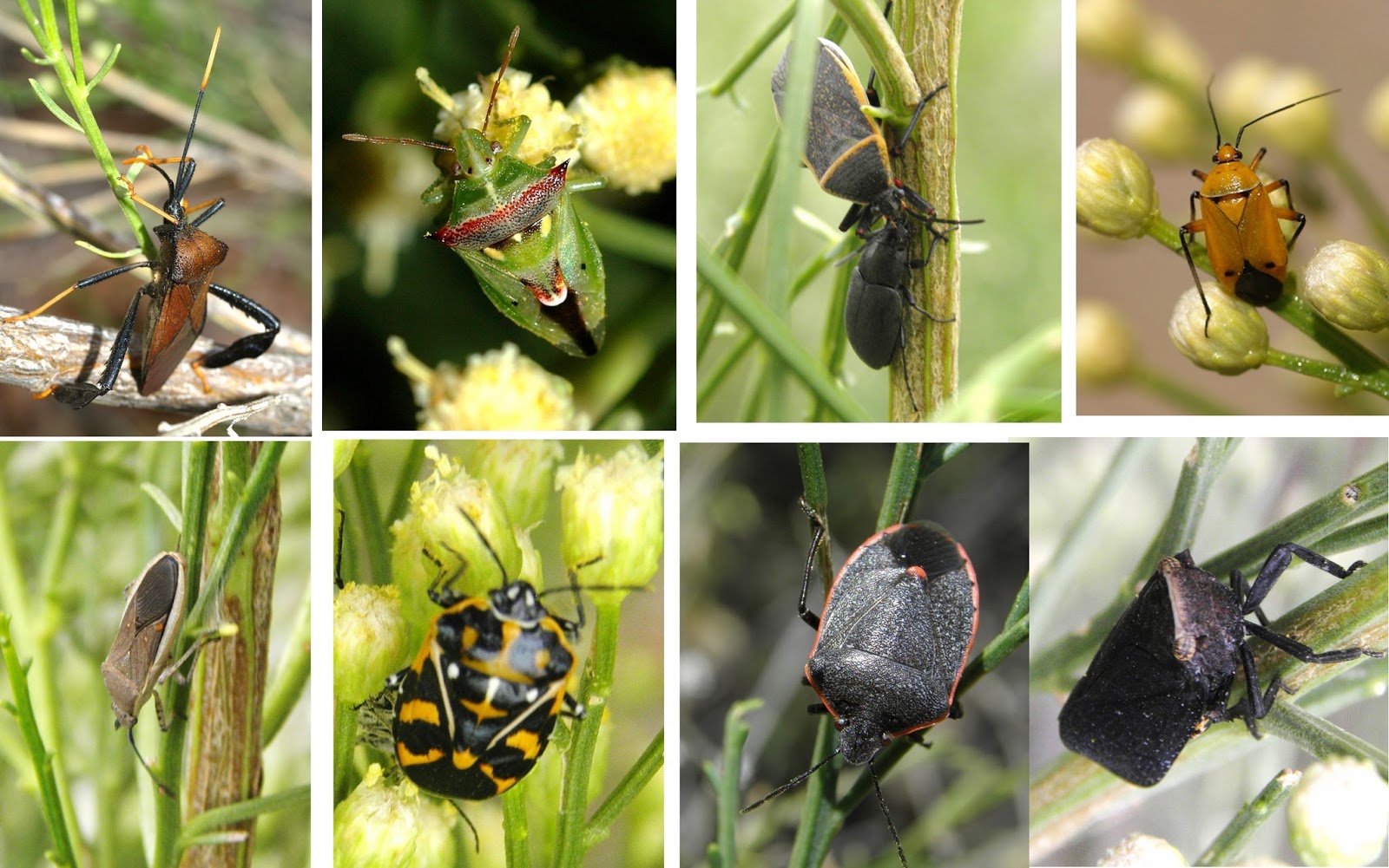 Arizona: Beetles, Bugs, Birds and more: 34 species of insects on Desert ...