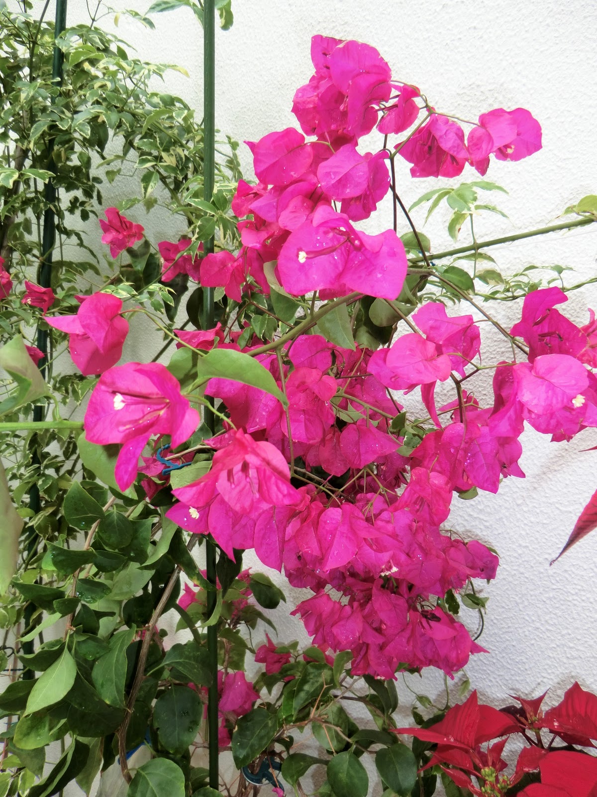 Maria no Jardim | Experiências de Jardinagem: Buganvília