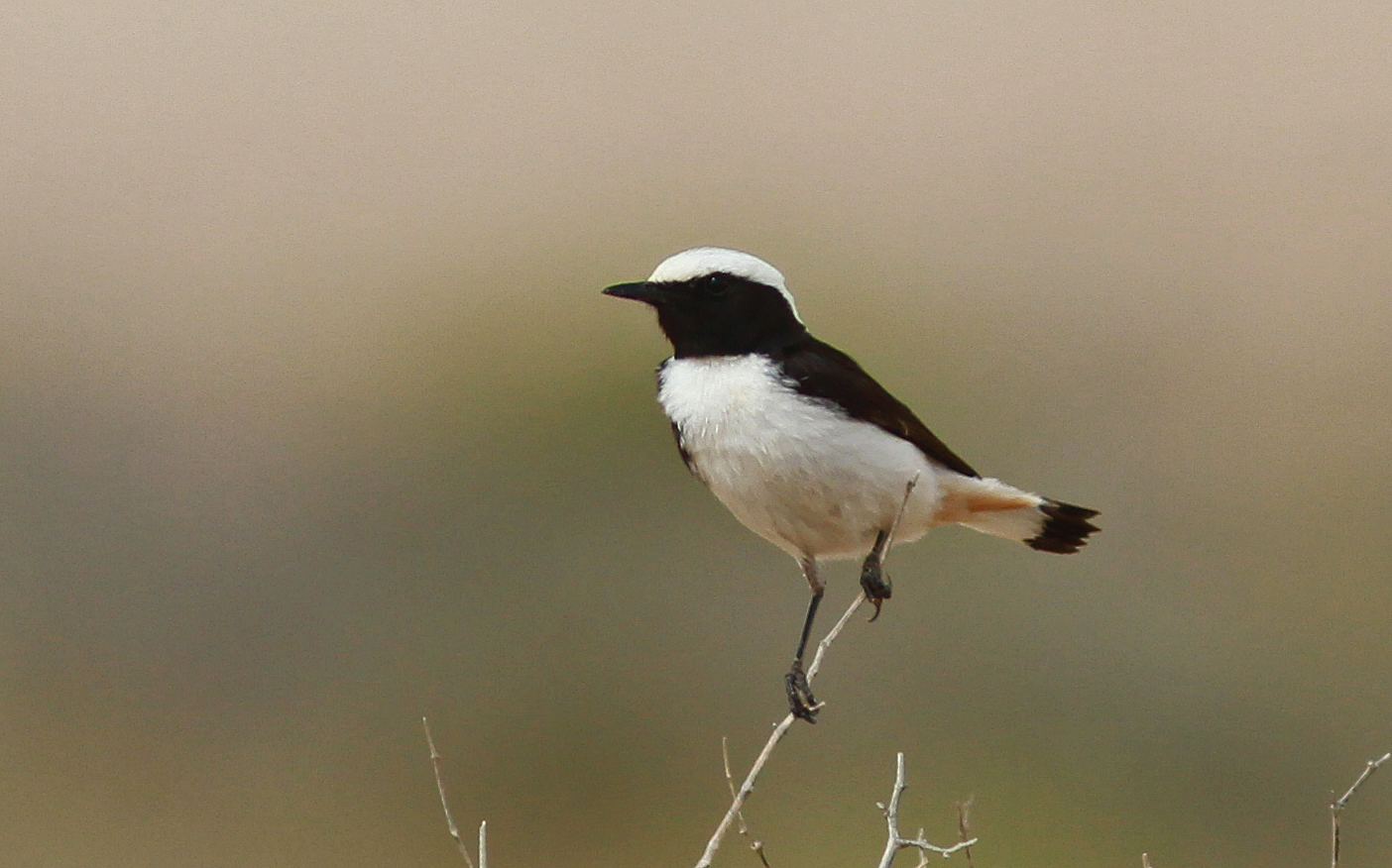 Non-Stop Birding: More Wheatears