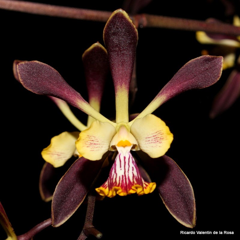 Ricardo's Blog, : Encyclia Orchid Jungle (Ency. alata x Ency. phoenicea)